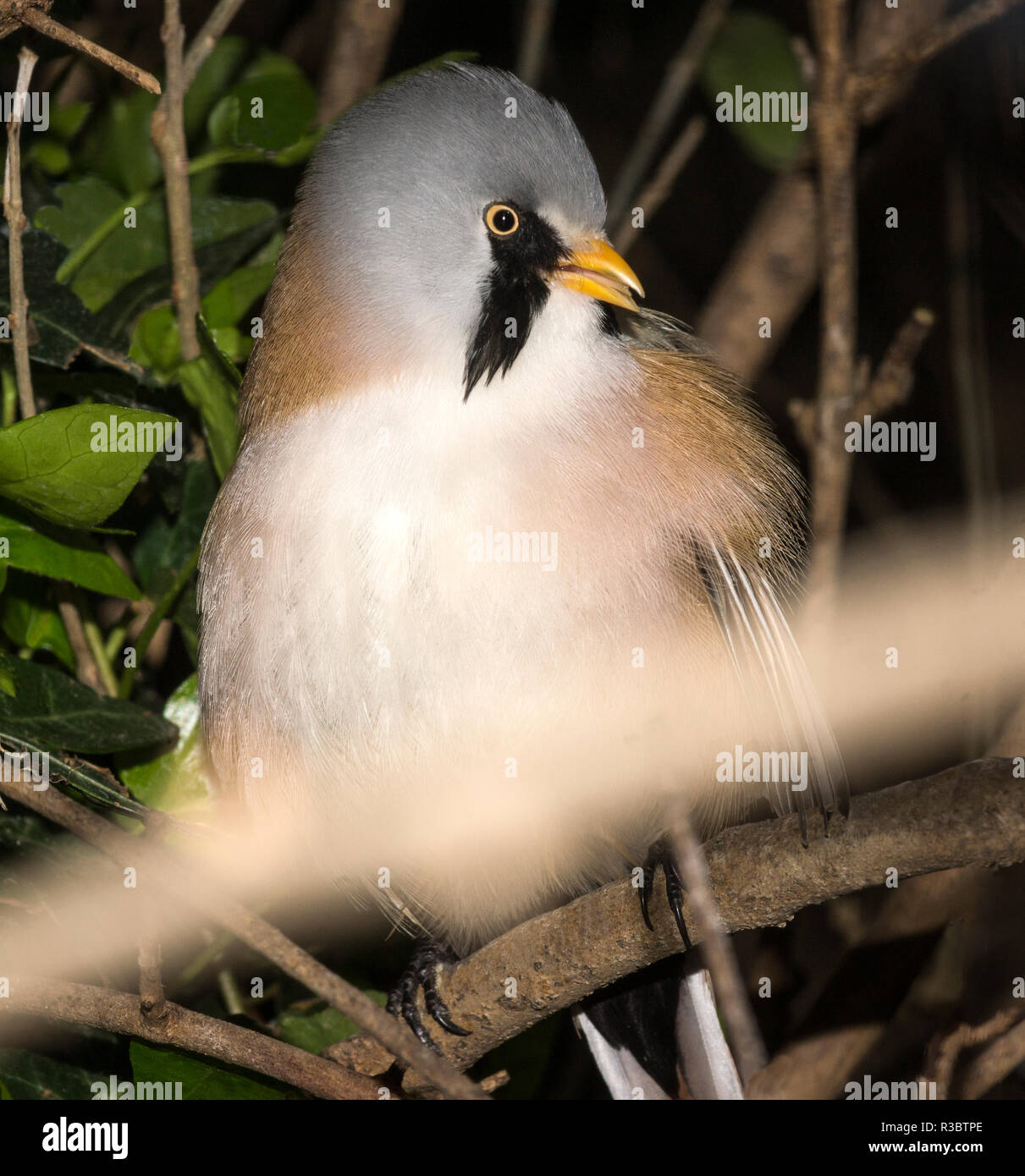 The Bearded Tit (Panurus biarmicus) is a charming small bird with a ...