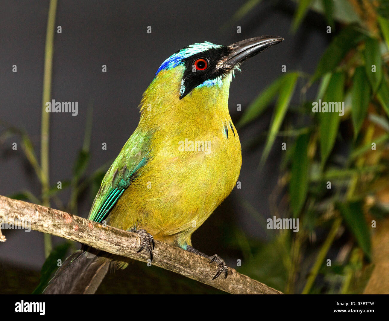 Blue-crowned Motmot (Momotus momota) is from the tropical rain forests ...