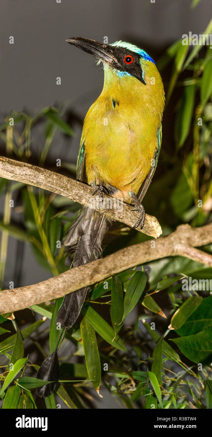 Blue-crowned Motmot (Momotus momota) is from the tropical rain forests ...