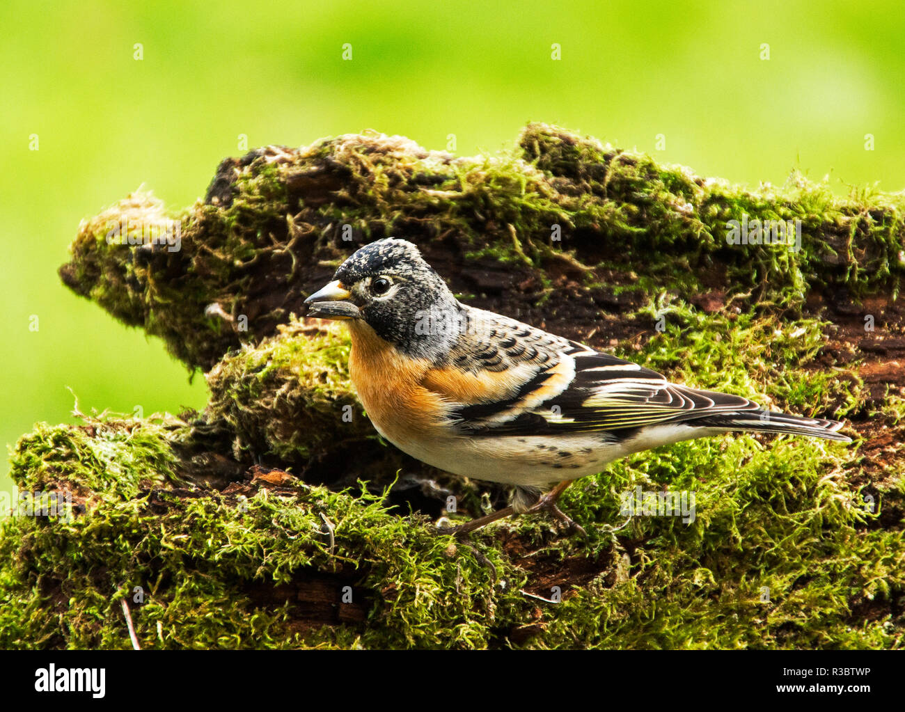 Food images for calendars hi-res stock photography and images - Alamy