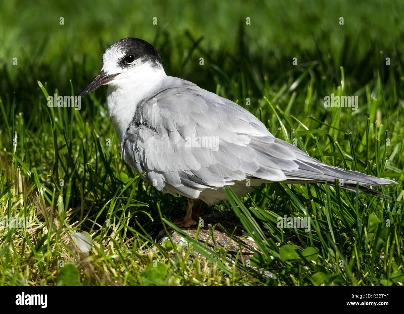 Common Tern 'Sterna hirundo'.Adult in winter Stock Photo - Alamy