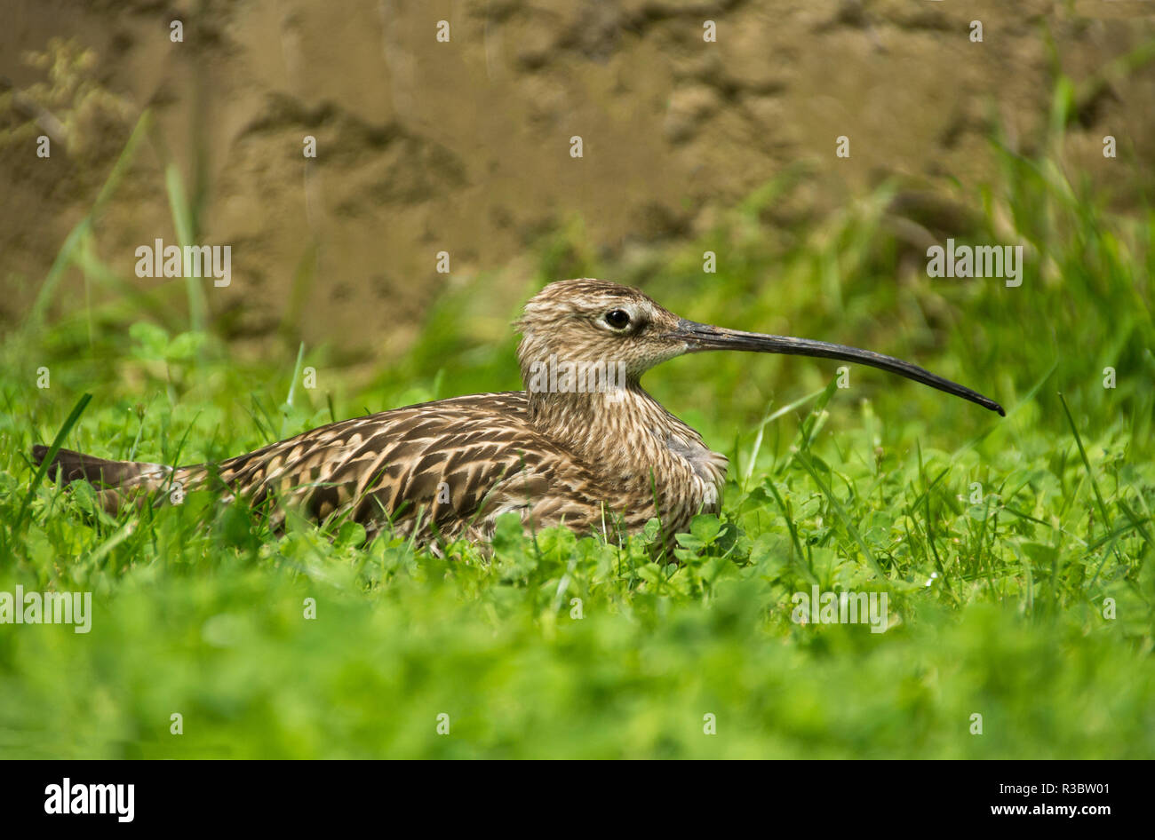 Curlew large wading bird with very long bill hi-res stock photography ...