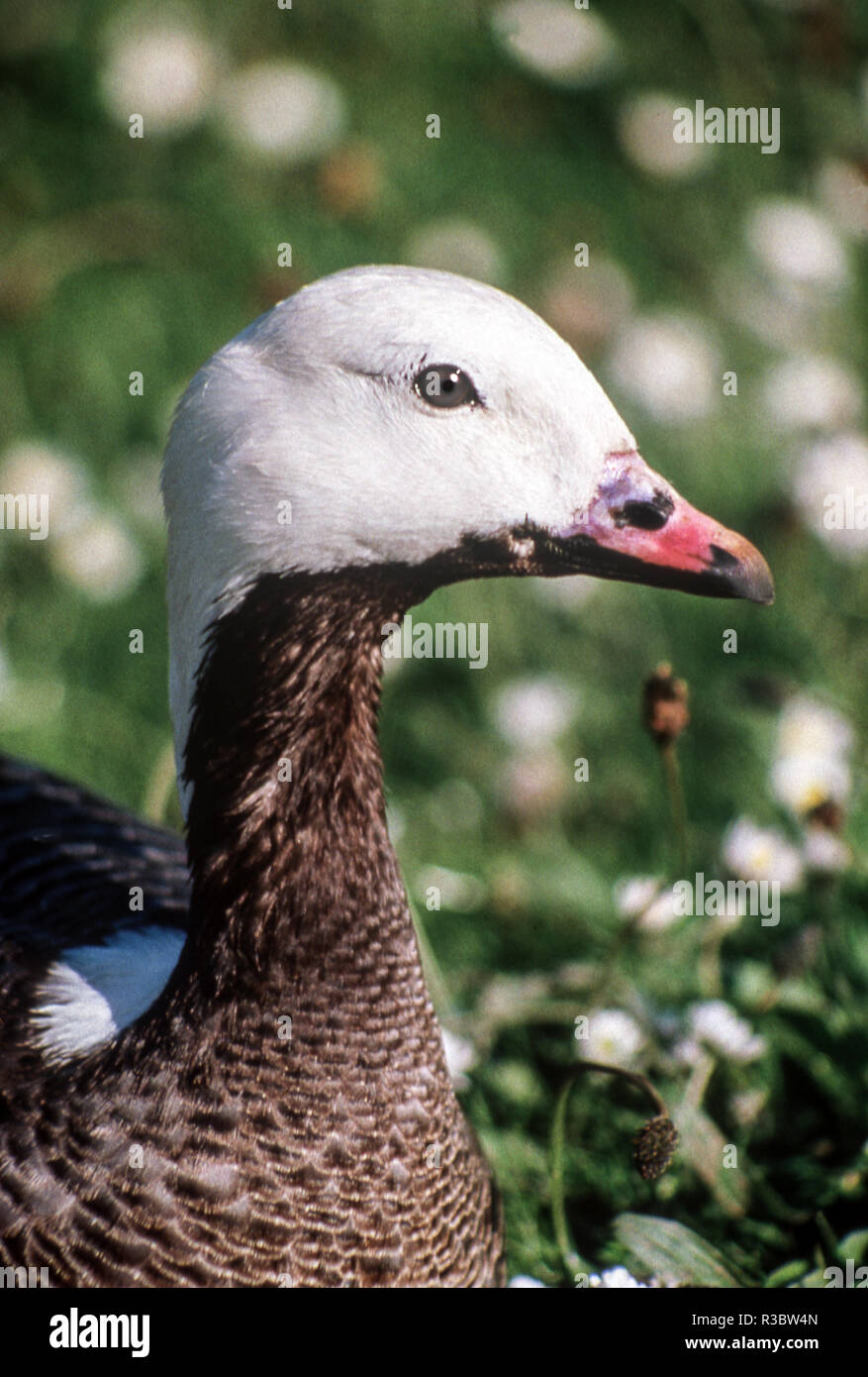 Emperor goose hi-res stock photography and images - Alamy