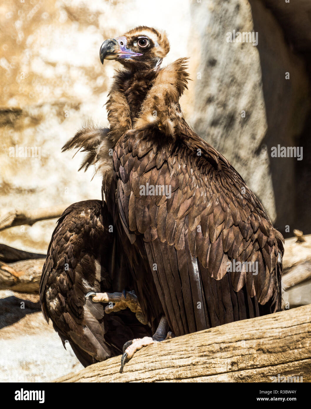 Ethiopian vultures hi-res stock photography and images - Alamy