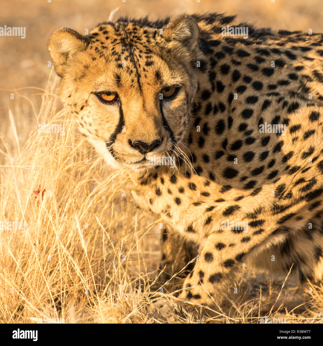 Africa, Namibia, Keetmanshoop. Cheetah at the Quiver tree Forest Rest ...