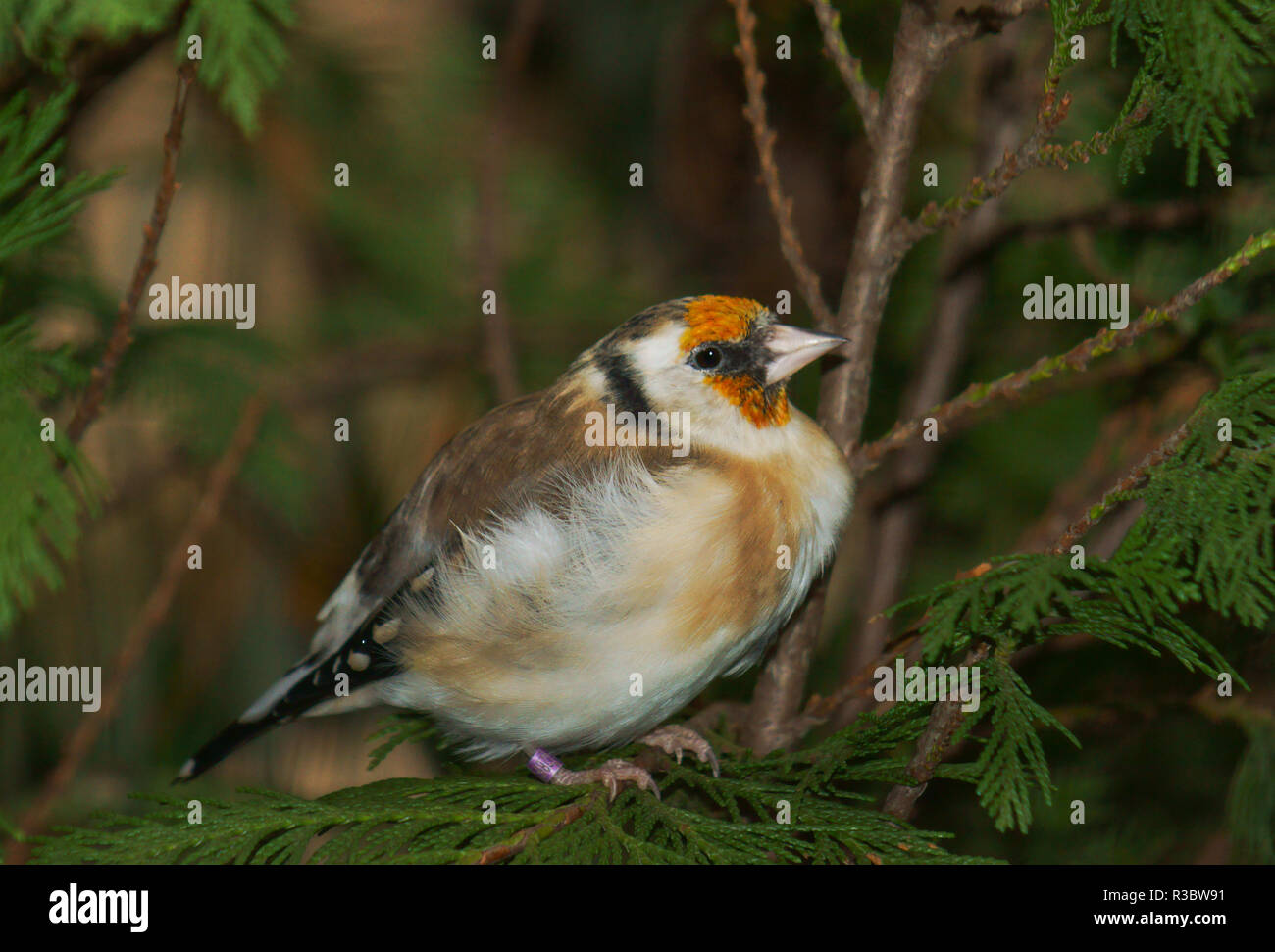 The Goldfinch (Carduelis carduelis) is one of the most attractive of ...