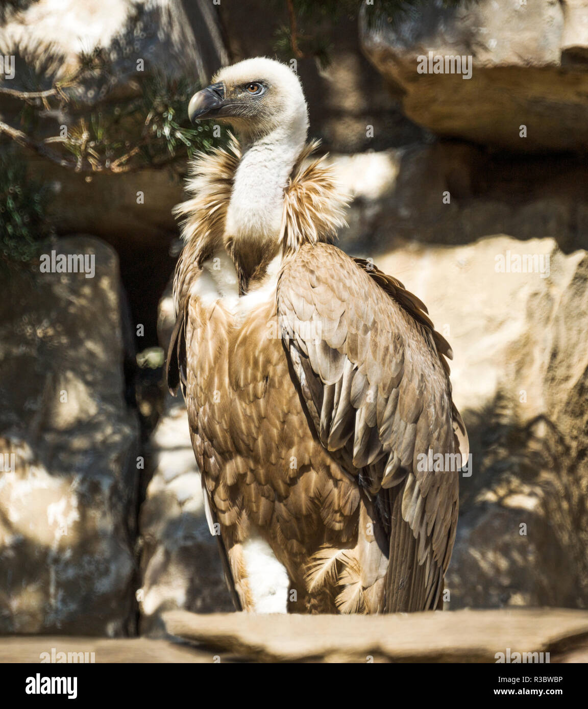 Vautour fauve hi-res stock photography and images - Alamy
