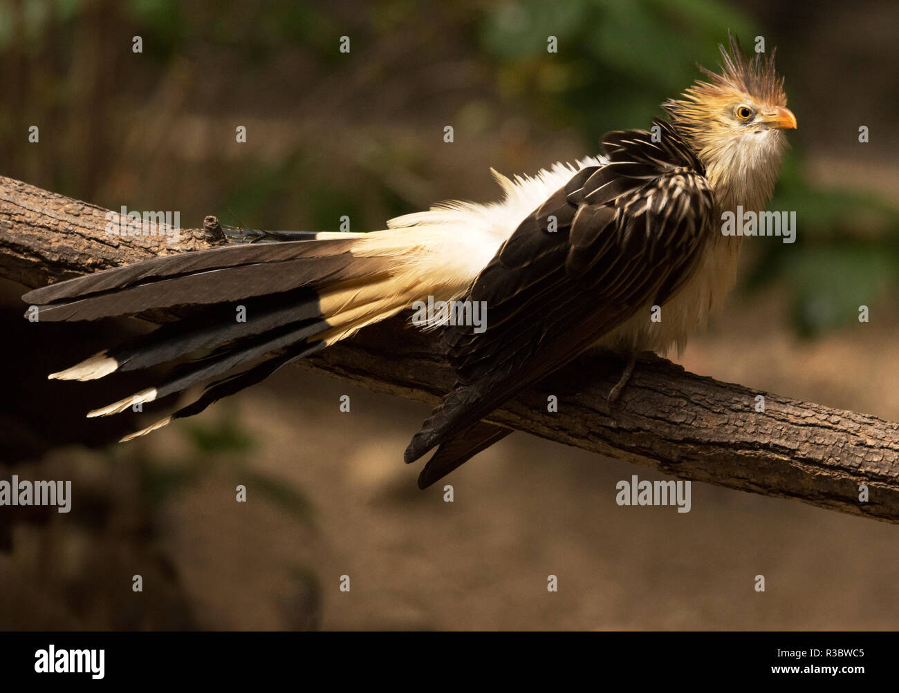 The Guira Cuckoo (Guira guira) is a native of South America.This bird ...