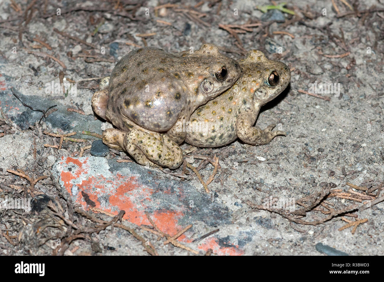 Midwife toad mating hi-res stock photography and images - Alamy