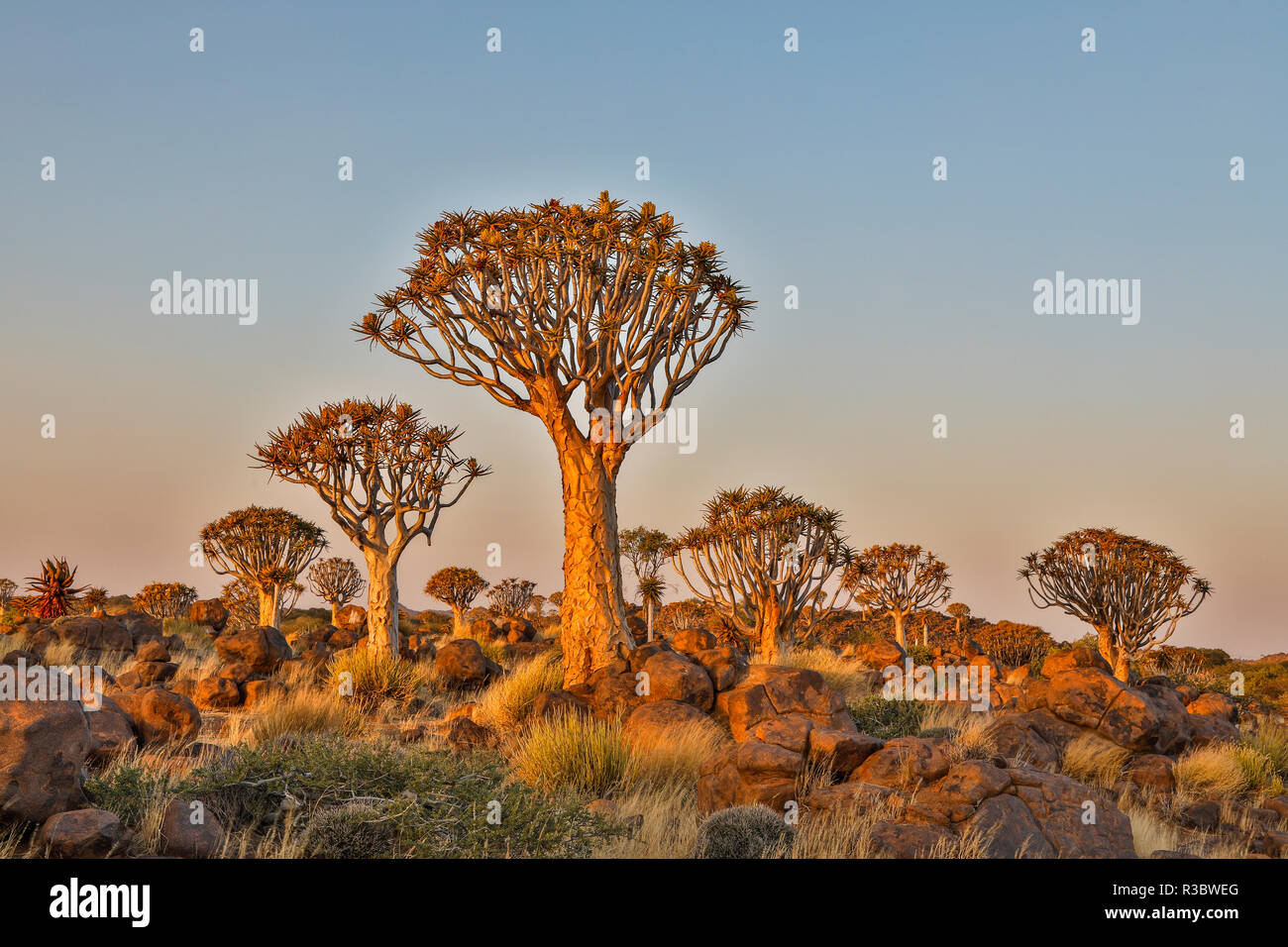 Africa, Namibia, Keetmanshoop, Quiver tree Forest at the Quiver tree ...