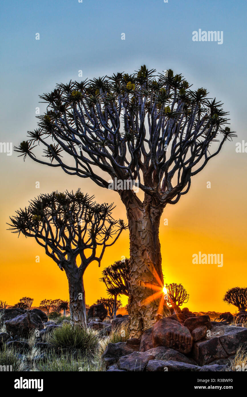 Africa, Namibia, sunrise at the Quiver tree Forest at the Quiver tree ...