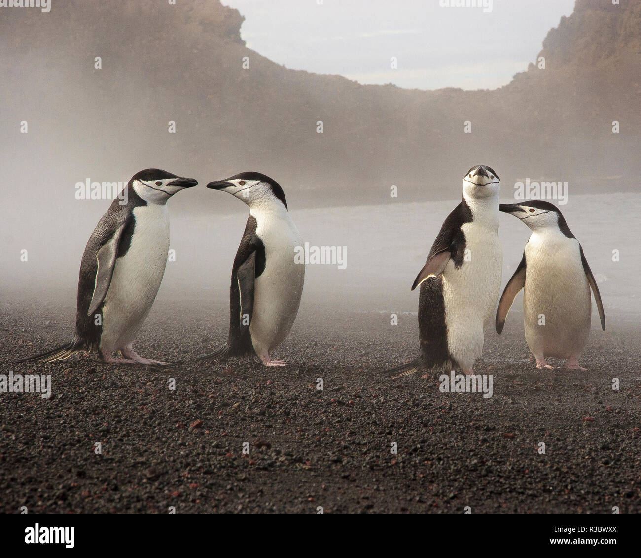 Whalers bay deception island hi-res stock photography and images - Alamy
