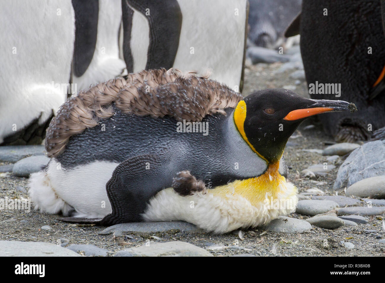 King penguin rookery on Gold Harbor. South Georgia Islands Stock Photo ...