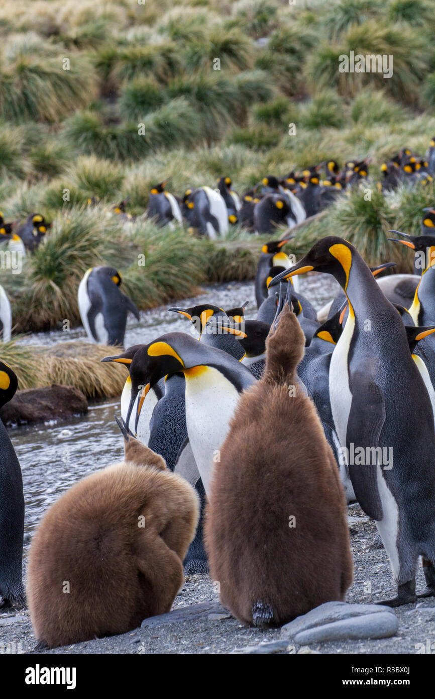 King penguin rookery on Gold Harbor. South Georgia Islands Stock Photo ...