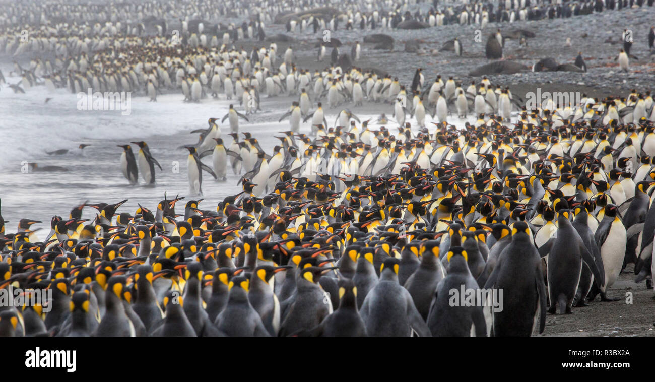 King penguin rookery antarctica hi-res stock photography and images - Alamy