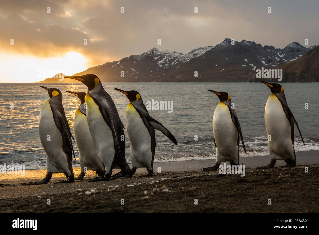 Sunrise with marching king penguins on the beach of St. Andrews Bay, South Georgia Islands Stock ...