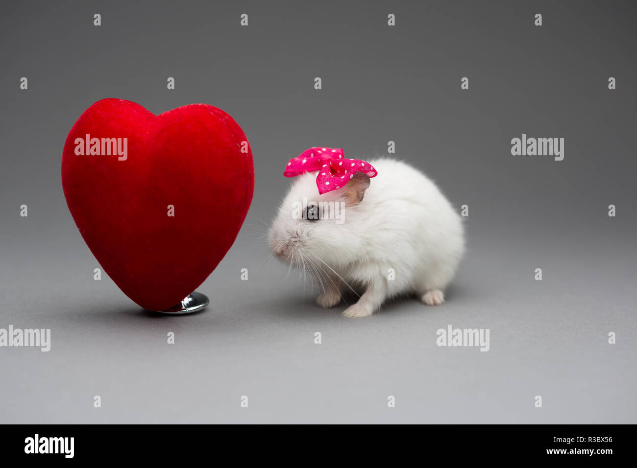 Cute hamster girl with pink bow on Valentines day on gray background ...