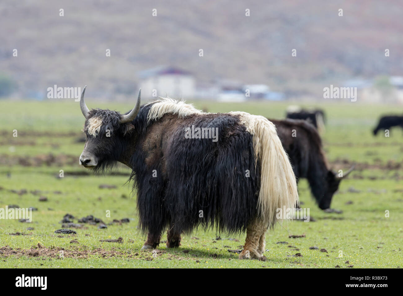 China, Yunnan Province, Northwestern Yunnan, Shangri-La, Napa Lake, yak ...