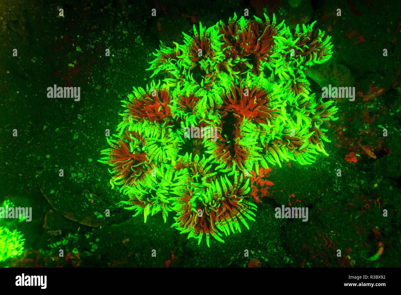 Corallimorpharia (Discosoma) near airport and Laha Village, Ambon ...