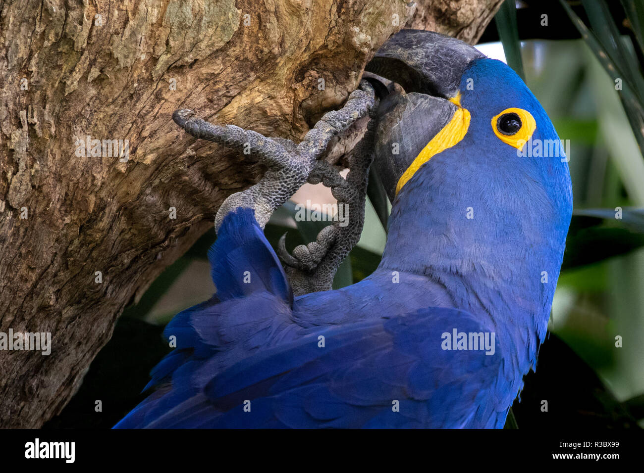 Eating on tree hi-res stock photography and images - Alamy