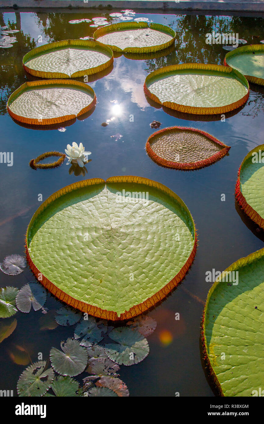 Sa dec vietnam hi-res stock photography and images - Alamy