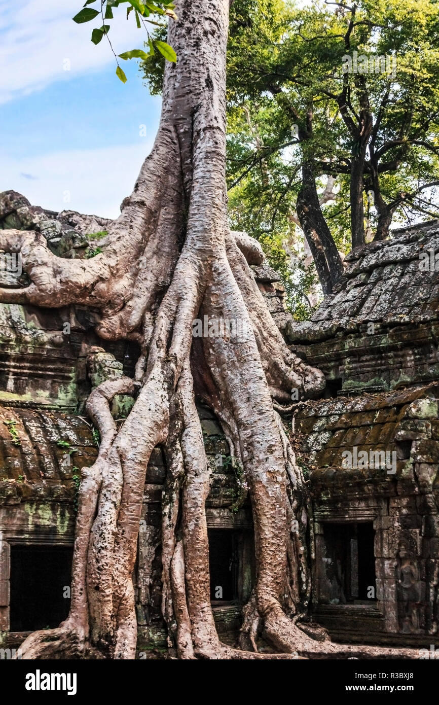 Siem Reap, Cambodia. Giant trees and roots overgrow the ancient ruins ...
