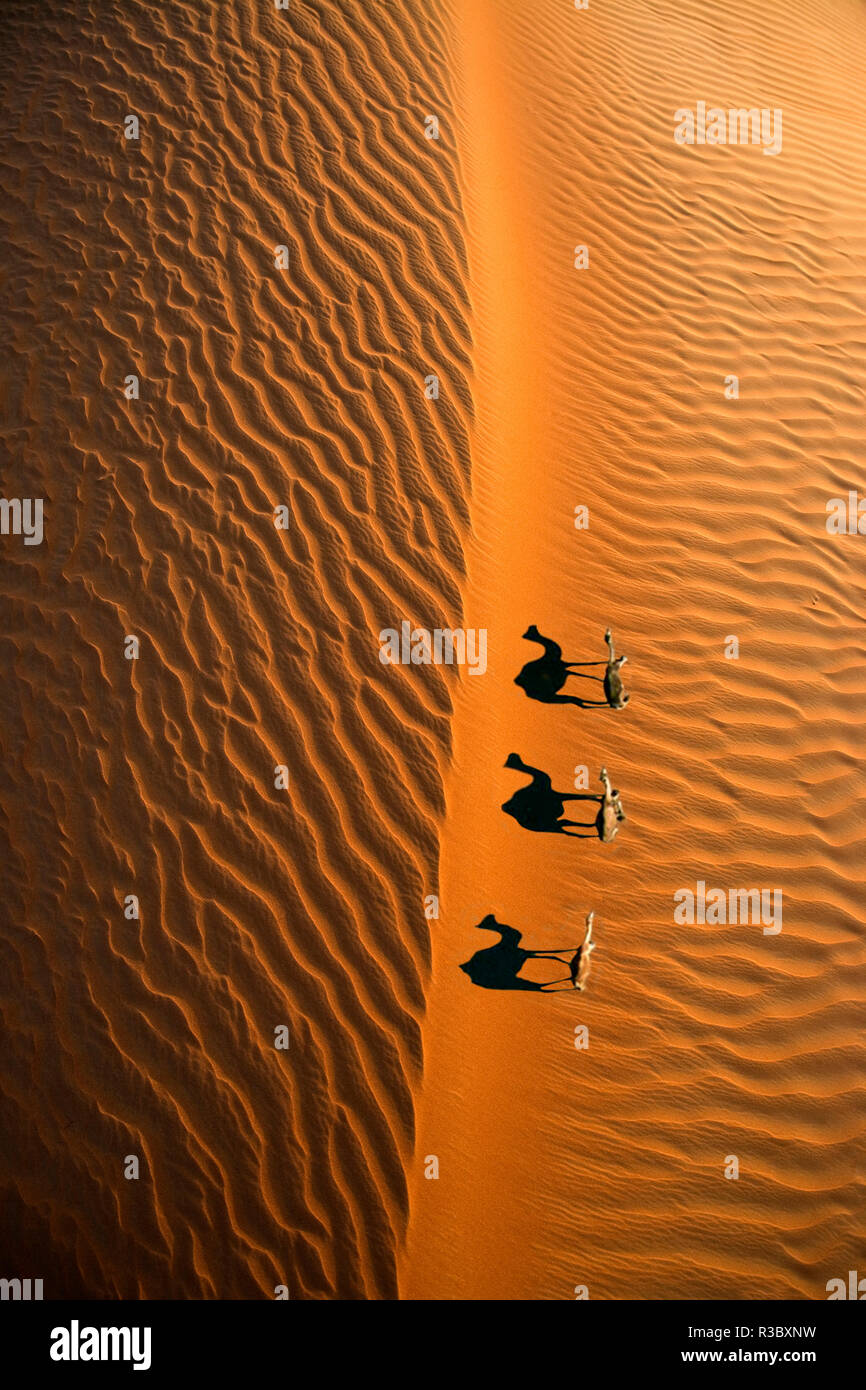 Camel shadow aerial hi-res stock photography and images - Alamy