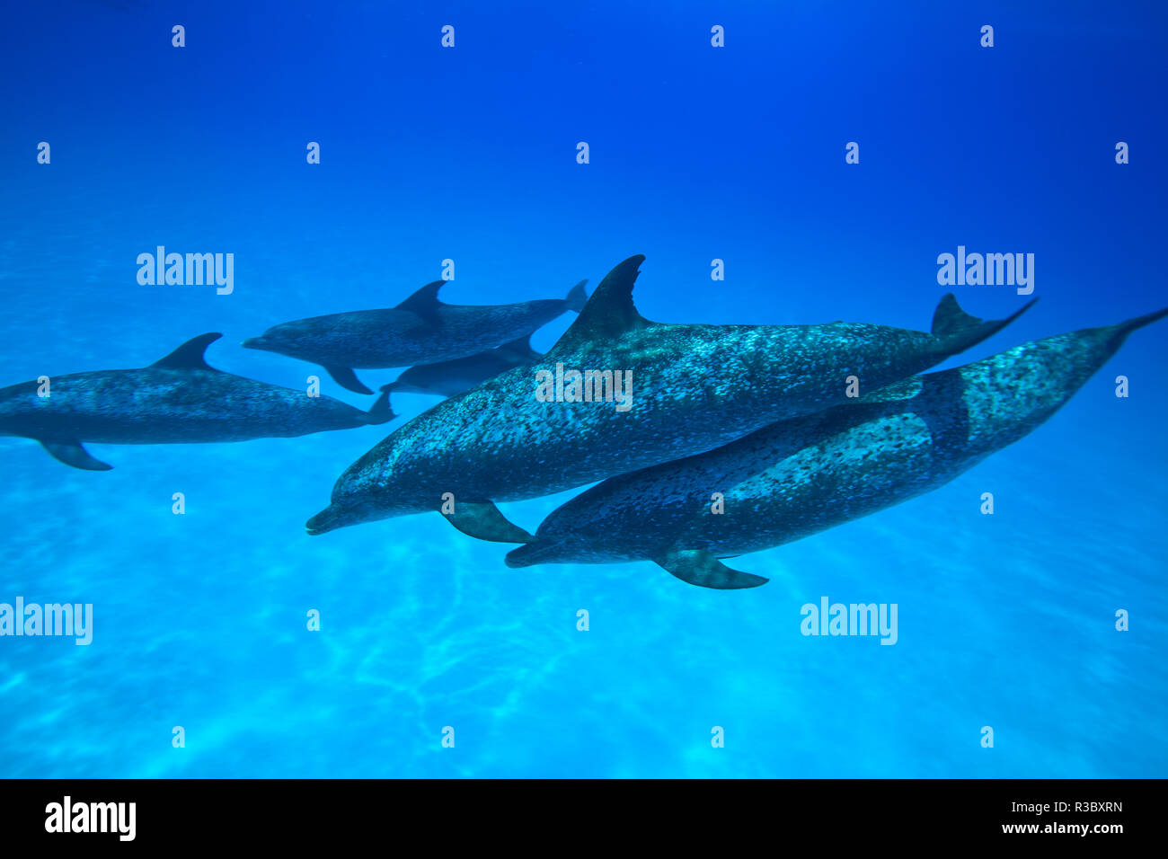 Atlantic Spotted Dolphins (Stenella frontalis), White Sand Ridge ...