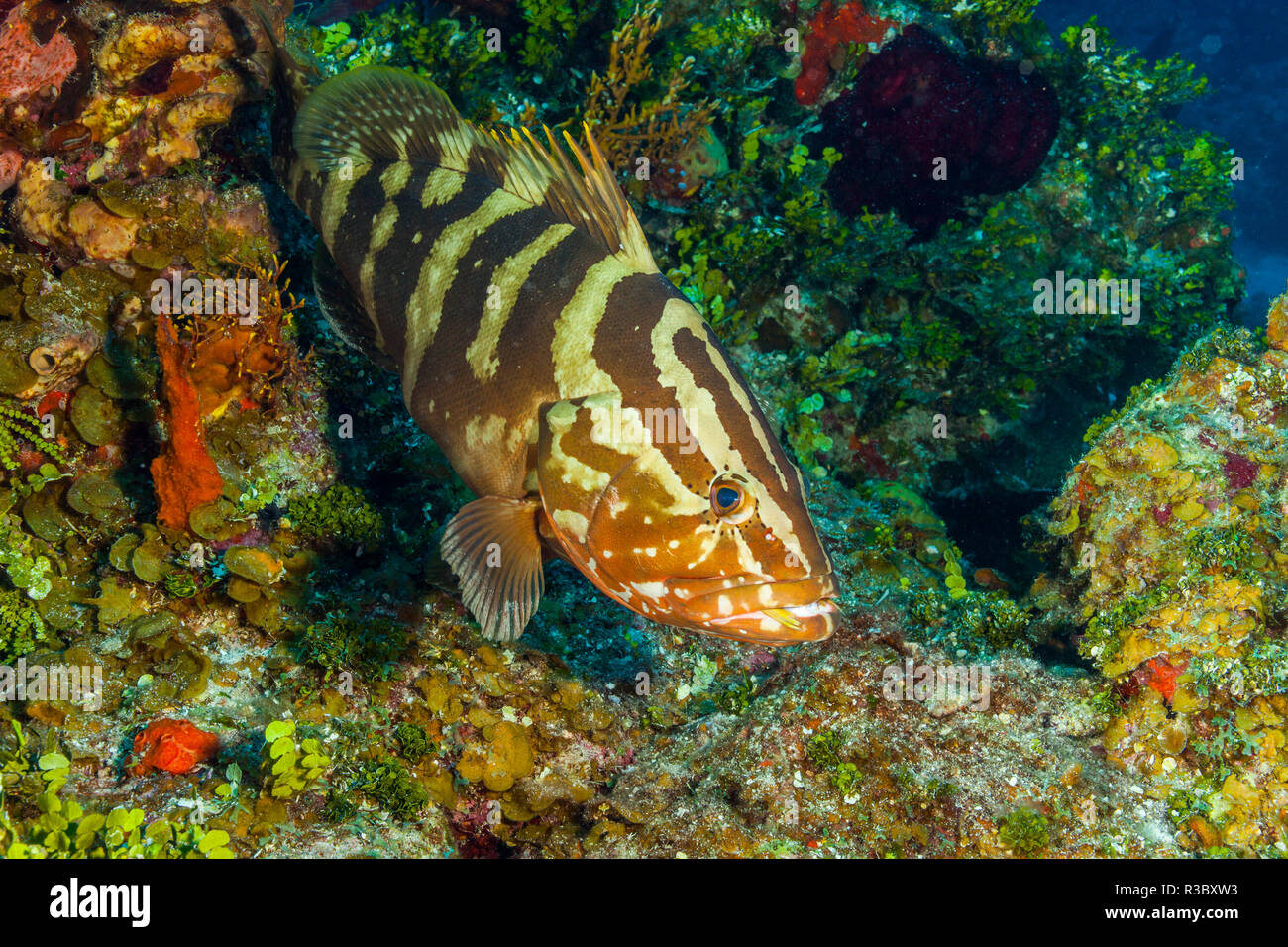 Northern Bahamas, Caribbean. Nassau grouper Stock Photo - Alamy