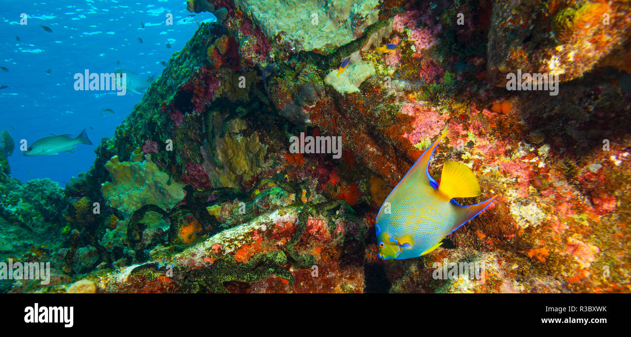 Sugar Wreck, Northern Bahamas, Caribbean. Queen angelfish (Holacanthus ...