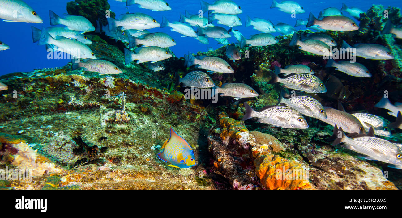 Sugar Wreck, Northern Bahamas, Caribbean Stock Photo - Alamy