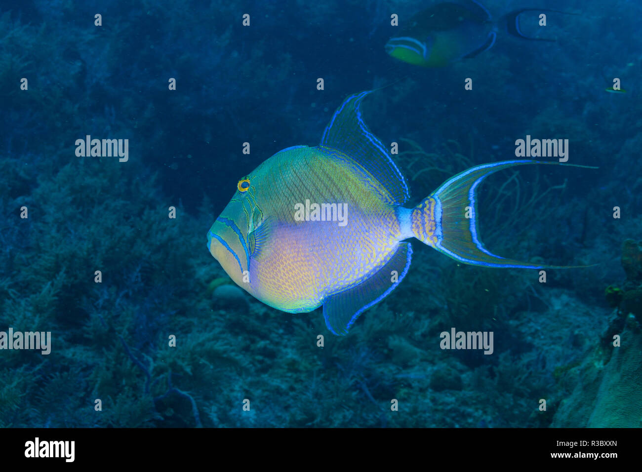 Northern Bahamas, Caribbean Stock Photo - Alamy