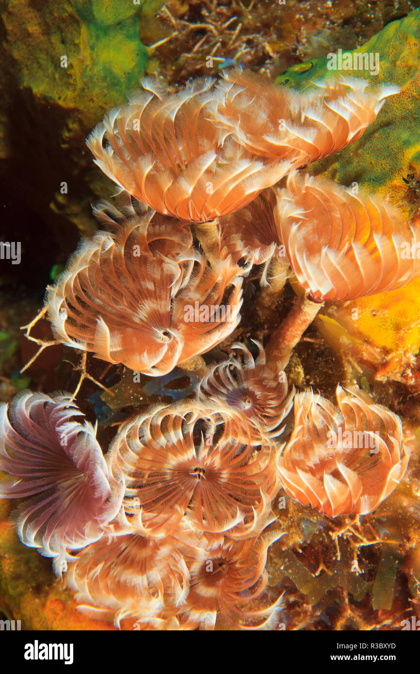 Northern Bahamas, Caribbean Stock Photo - Alamy