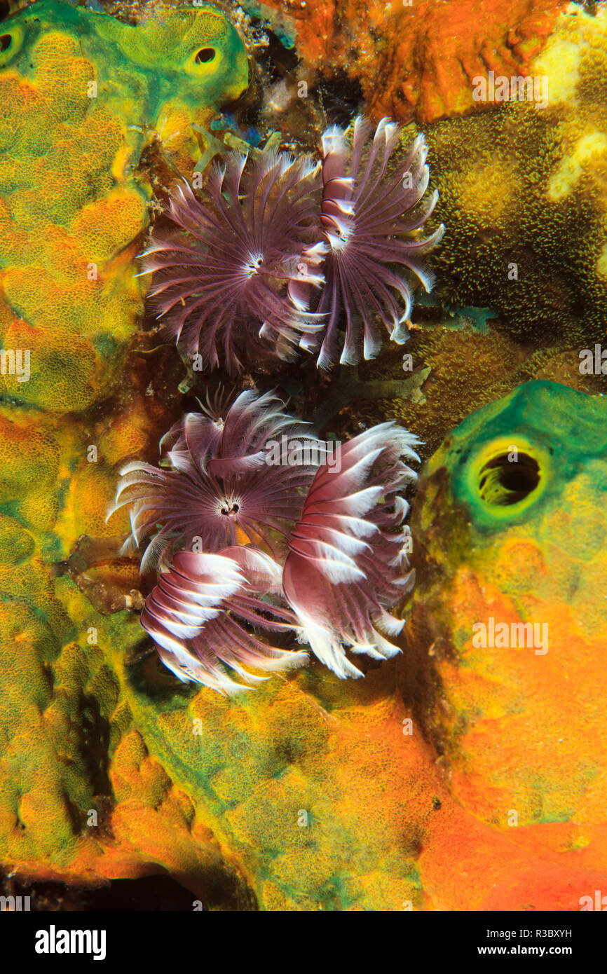 Bahamas caribbean hi-res stock photography and images - Alamy