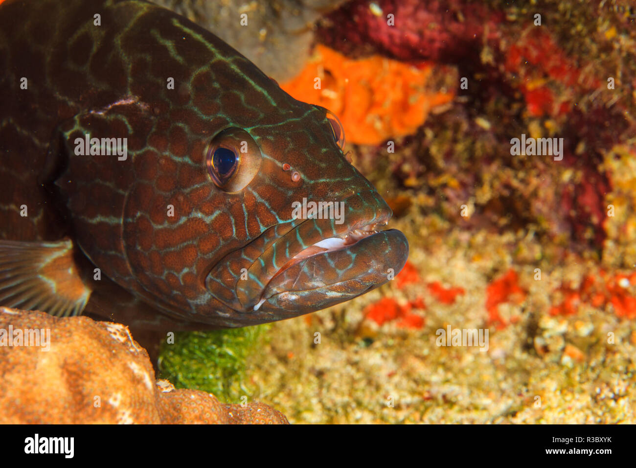 Northern Bahamas, Caribbean Stock Photo - Alamy