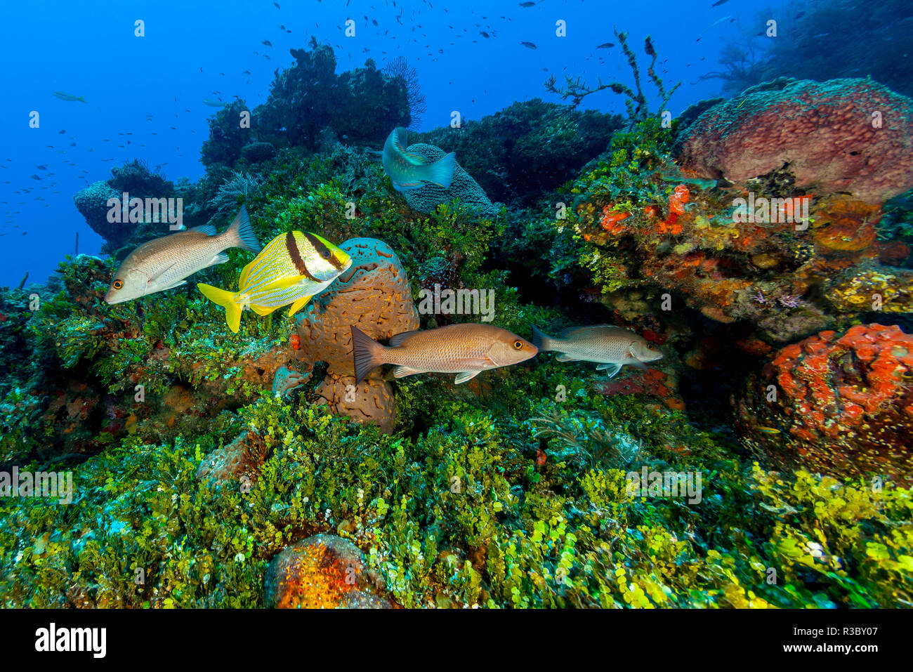 Caribbean fish hi-res stock photography and images - Alamy