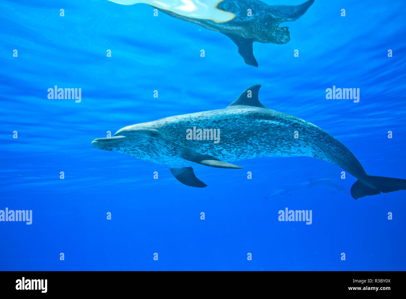 Atlantic Spotted Dolphins (Stenella frontalis), White Sand Ridge ...