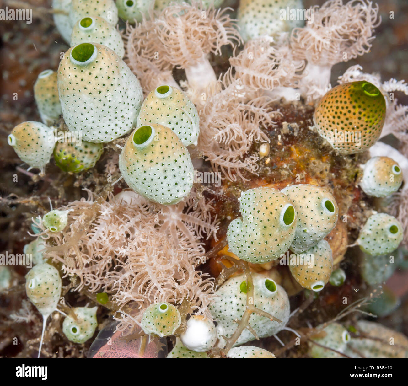 Colonial tunicate hi-res stock photography and images - Alamy