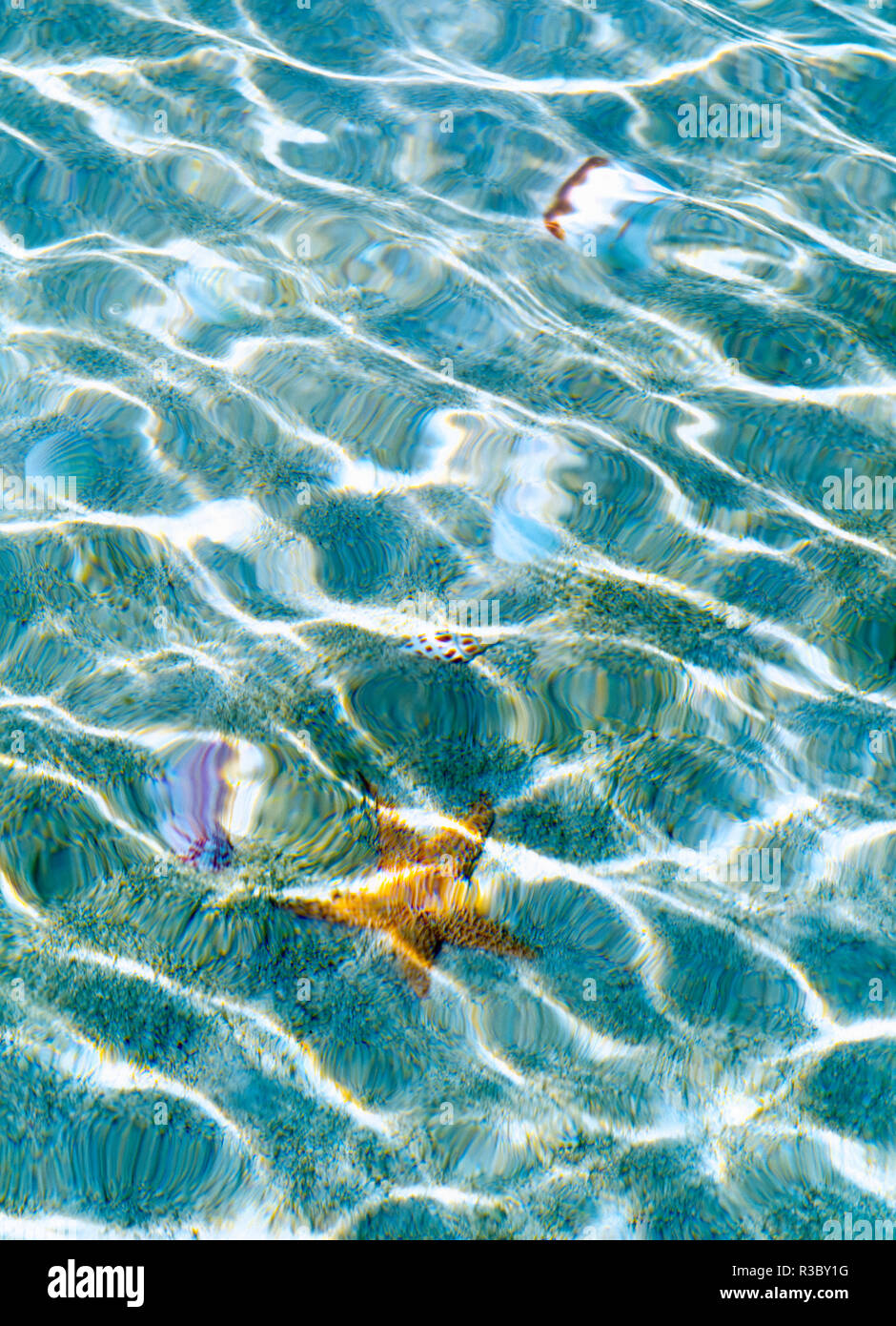 Starfish bahamas caribbean hi-res stock photography and images - Alamy