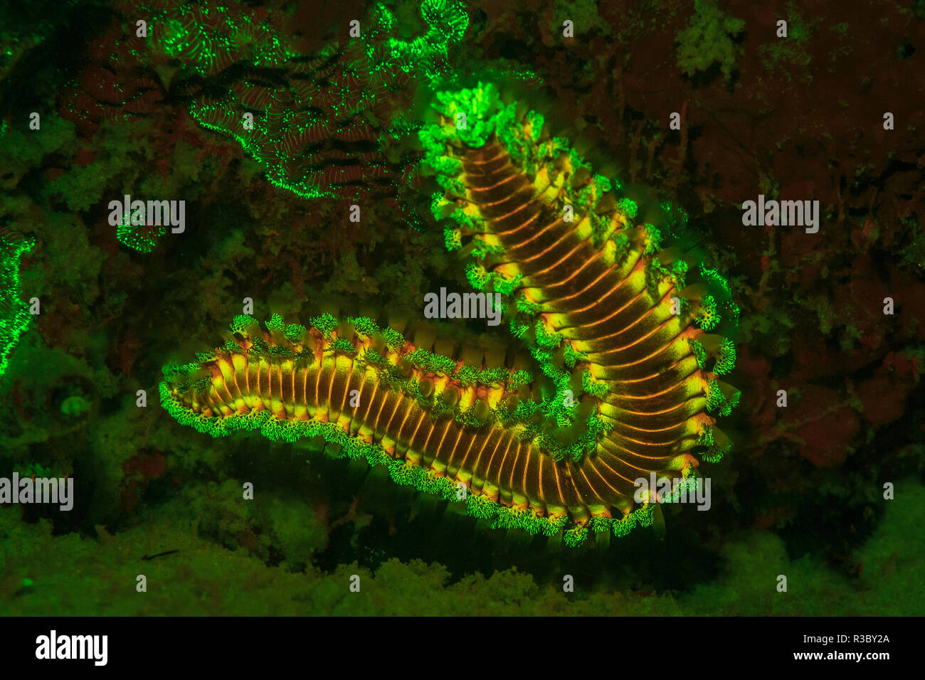 Bearded fire worm hi-res stock photography and images - Alamy