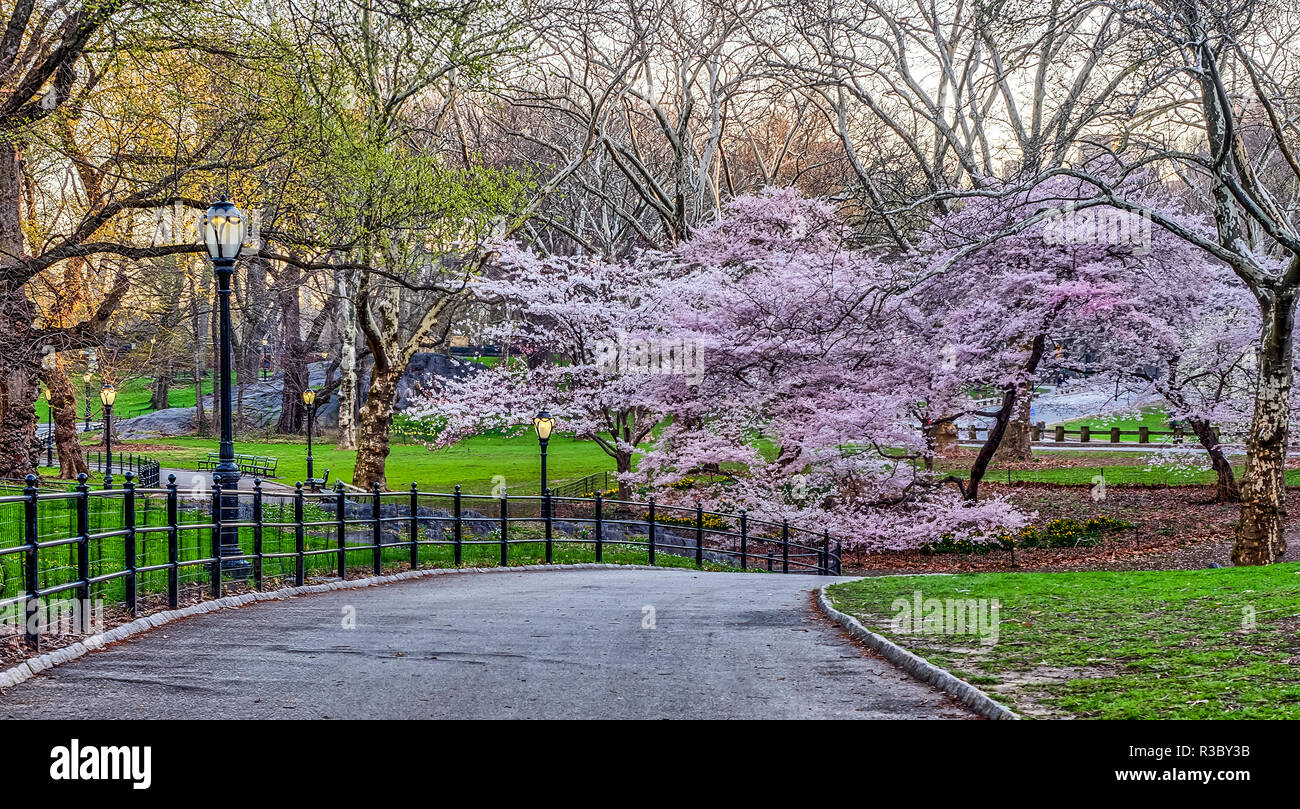 Central Park, Manhattan, New York City in spring Stock Photo - Alamy