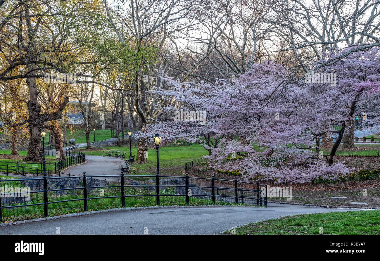 Central Park, Manhattan, New York City in spring Stock Photo - Alamy