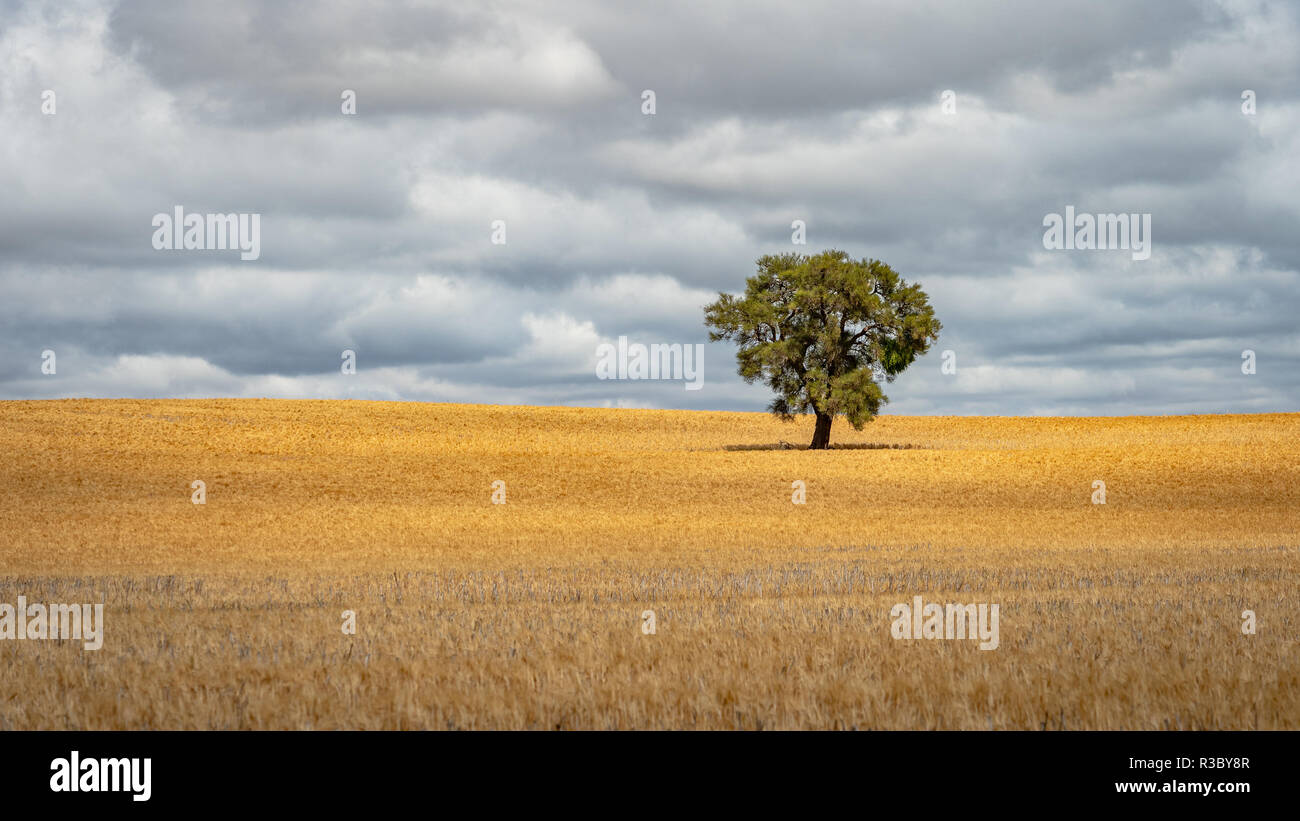 Solitary tree in middle field hi-res stock photography and images - Alamy