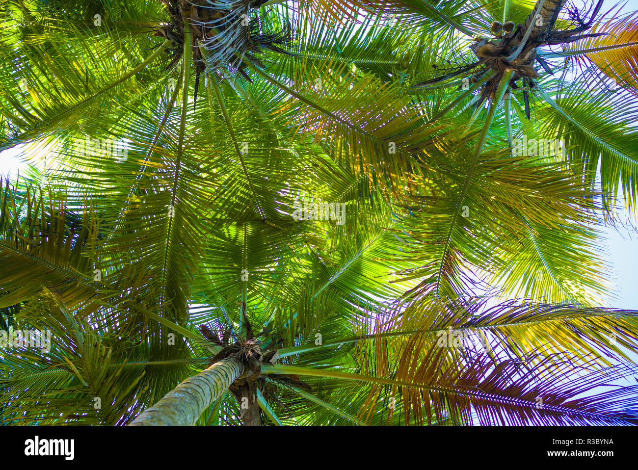 Peter palm hi-res stock photography and images - Alamy