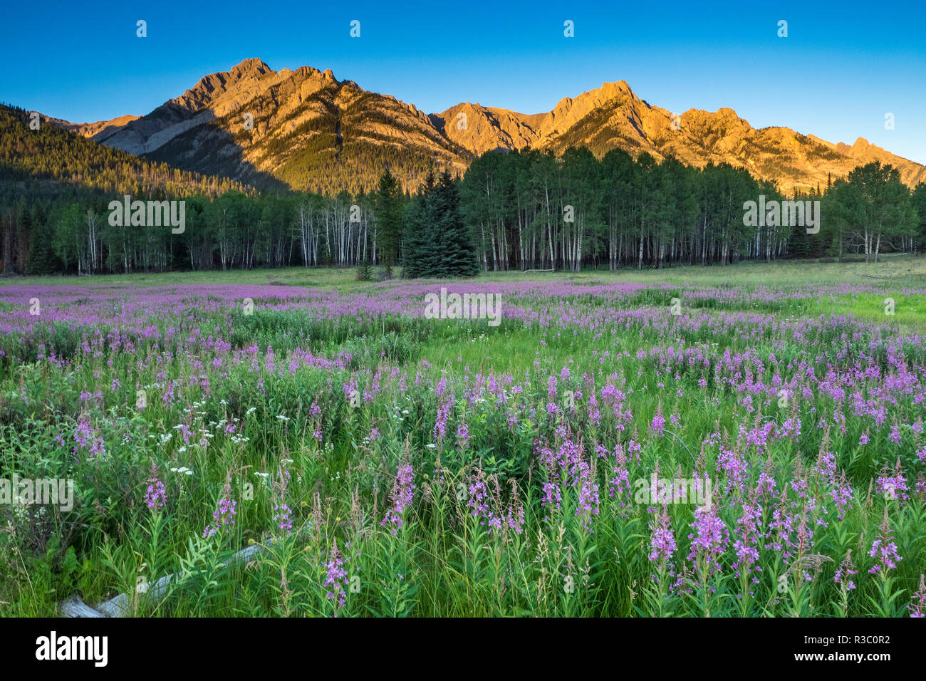 Field of Fireweed in meadow, Banff National Park, Canada Stock Photo ...