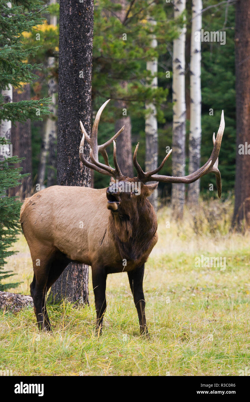 Bull Elk bugling Stock Photo - Alamy