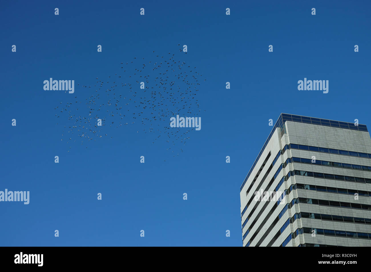 A flock of trained birds flying together in the bright blue sky Stock ...