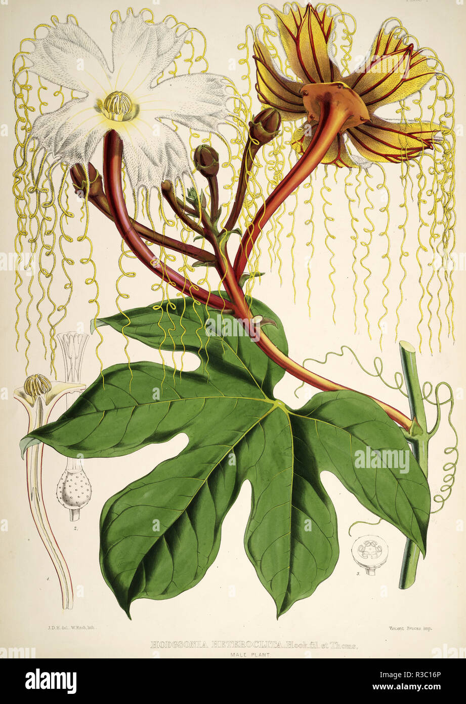 Beautiful vintage hand drawn illustrations of exotic Himalayan plant ...