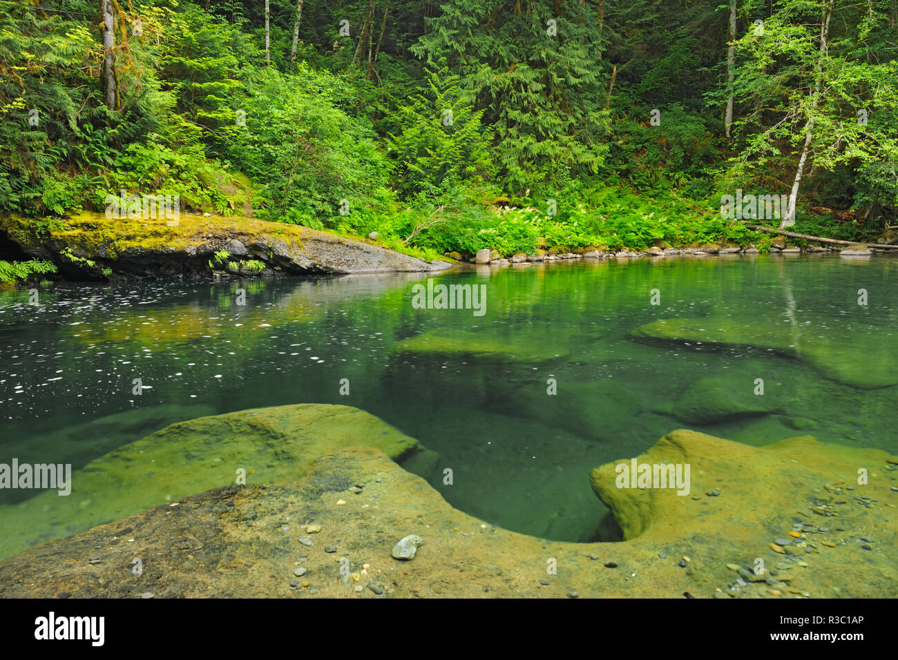 Canada, British Columbia, Englishman River Falls Provincial Park. Quiet ...