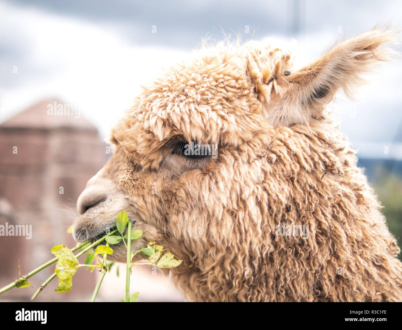 Typical peruvian llama eating in Cusco market Stock Photo - Alamy
